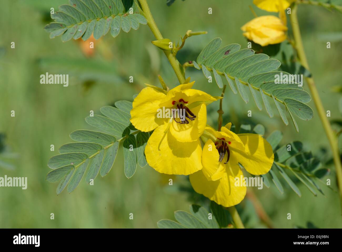 Partridge Pea (Cassia fasciculata Stock Photo - Alamy