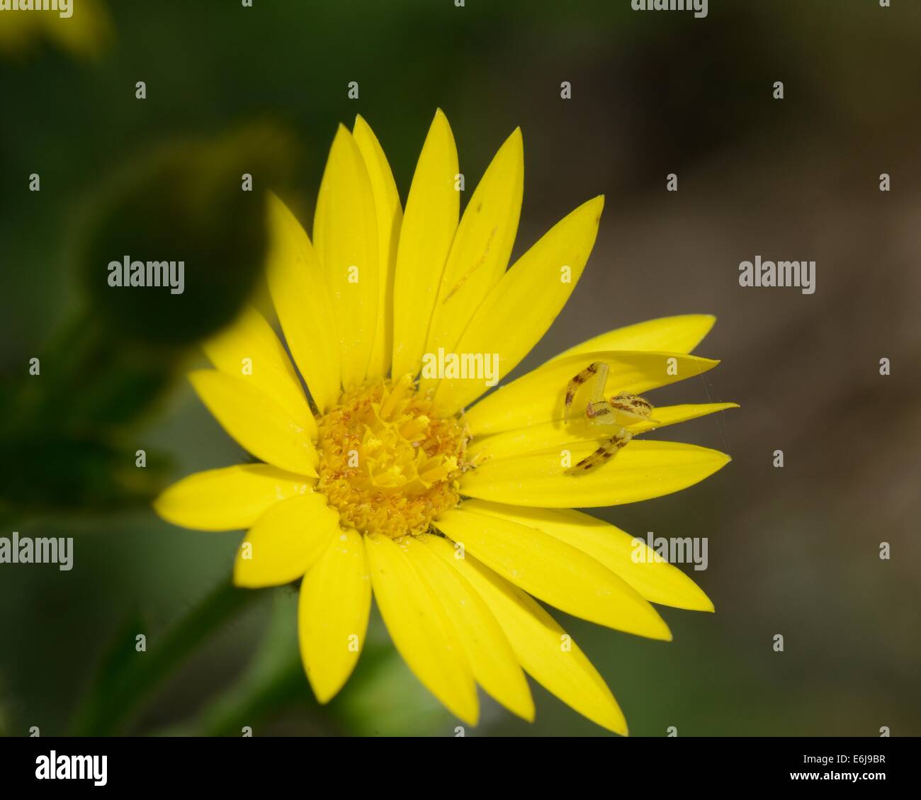 Sleepy Daisy (Xanthisma texanum) with a crab spider Stock Photo - Alamy