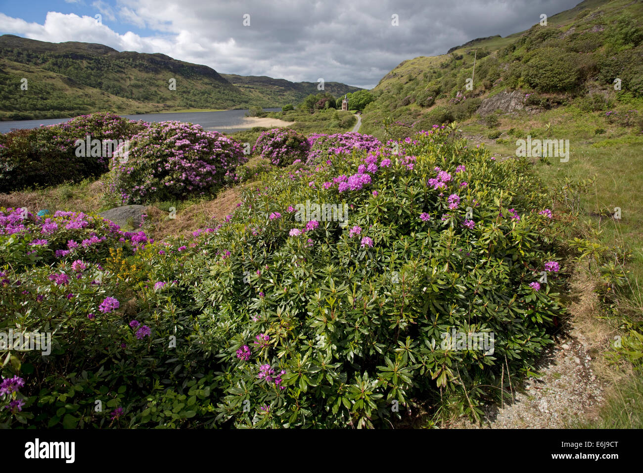 Invasive rhododendrons Rhododendron ponticum spreading on Isle of Mull ...