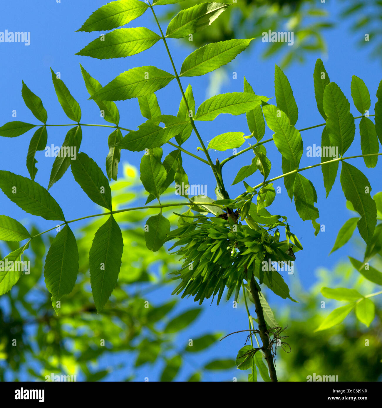 Ash tree leaves hi-res stock photography and images - Alamy