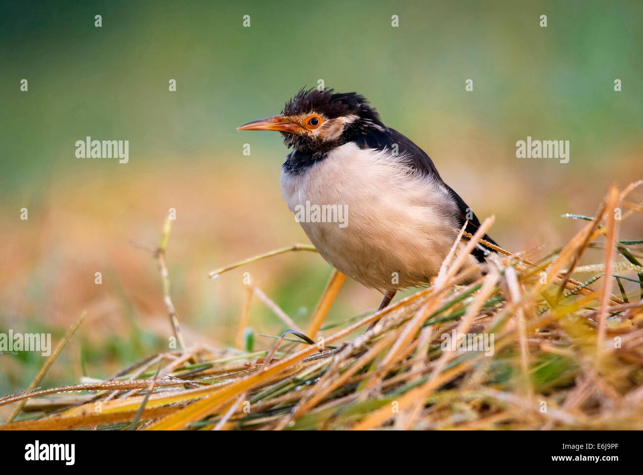 Indian pied starling hi-res stock photography and images - Alamy