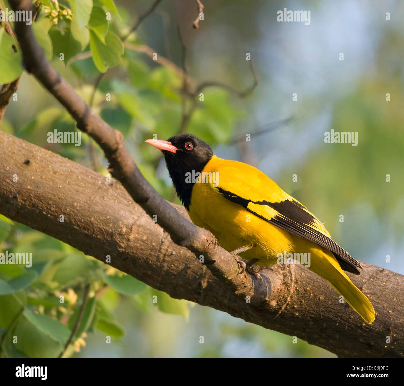 Young male oriole hi-res stock photography and images - Alamy