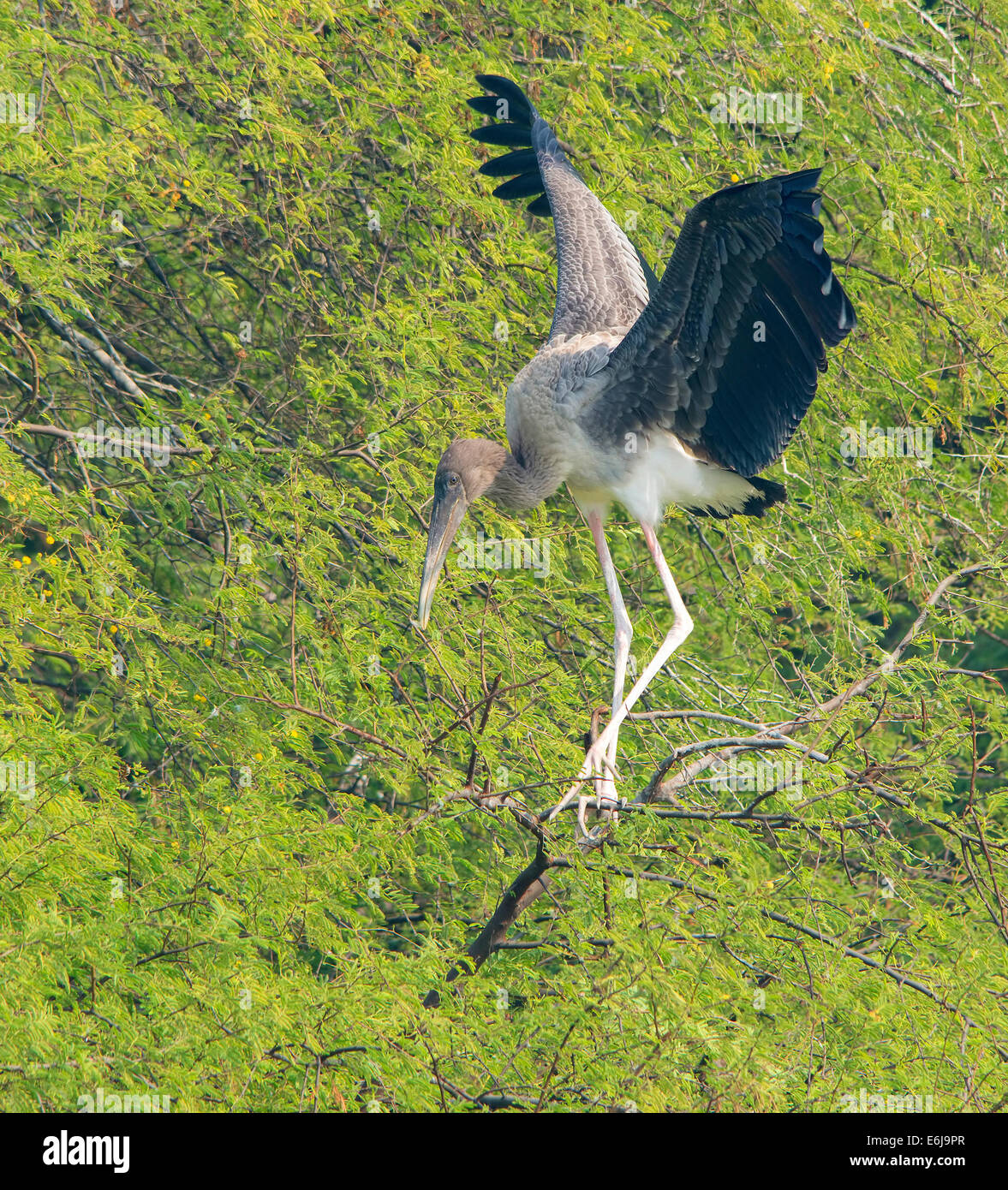 A juvenile painted stork with expanded wings Stock Photo - Alamy