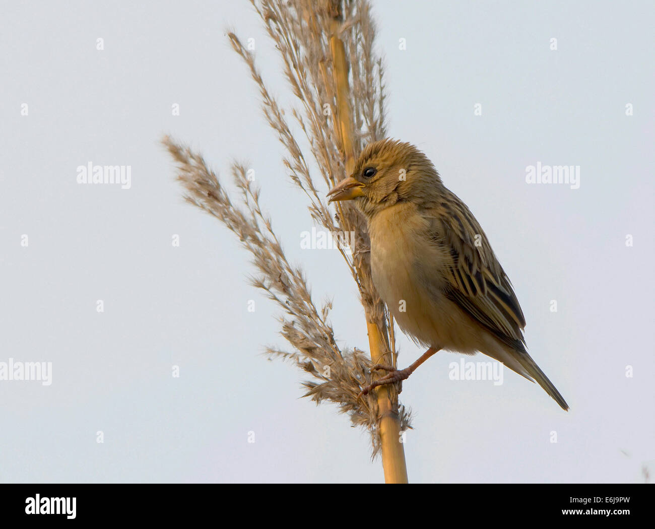 African southern masked weaver hi-res stock photography and images - Alamy