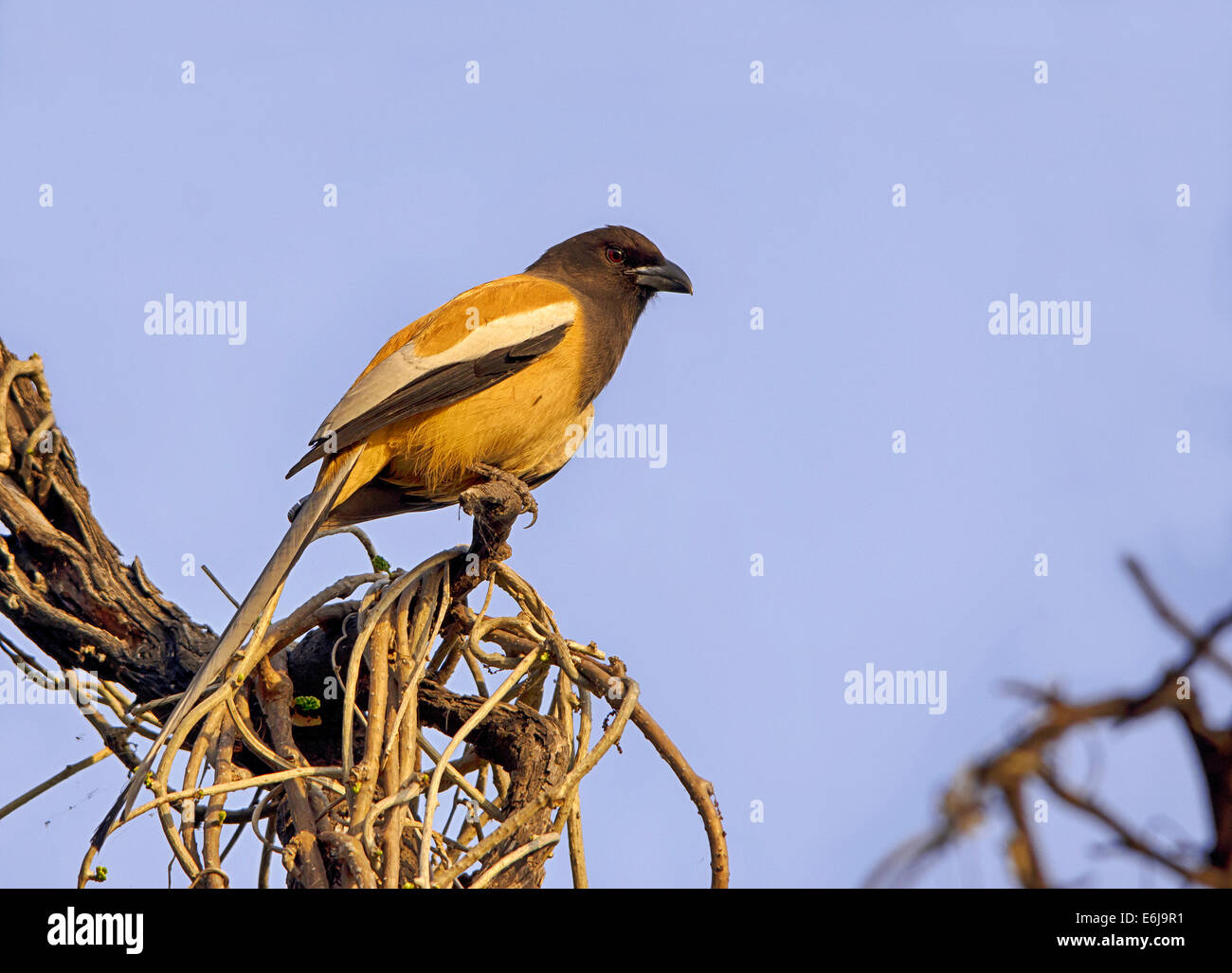 Indian Treepie Perched Stock Photo - Alamy