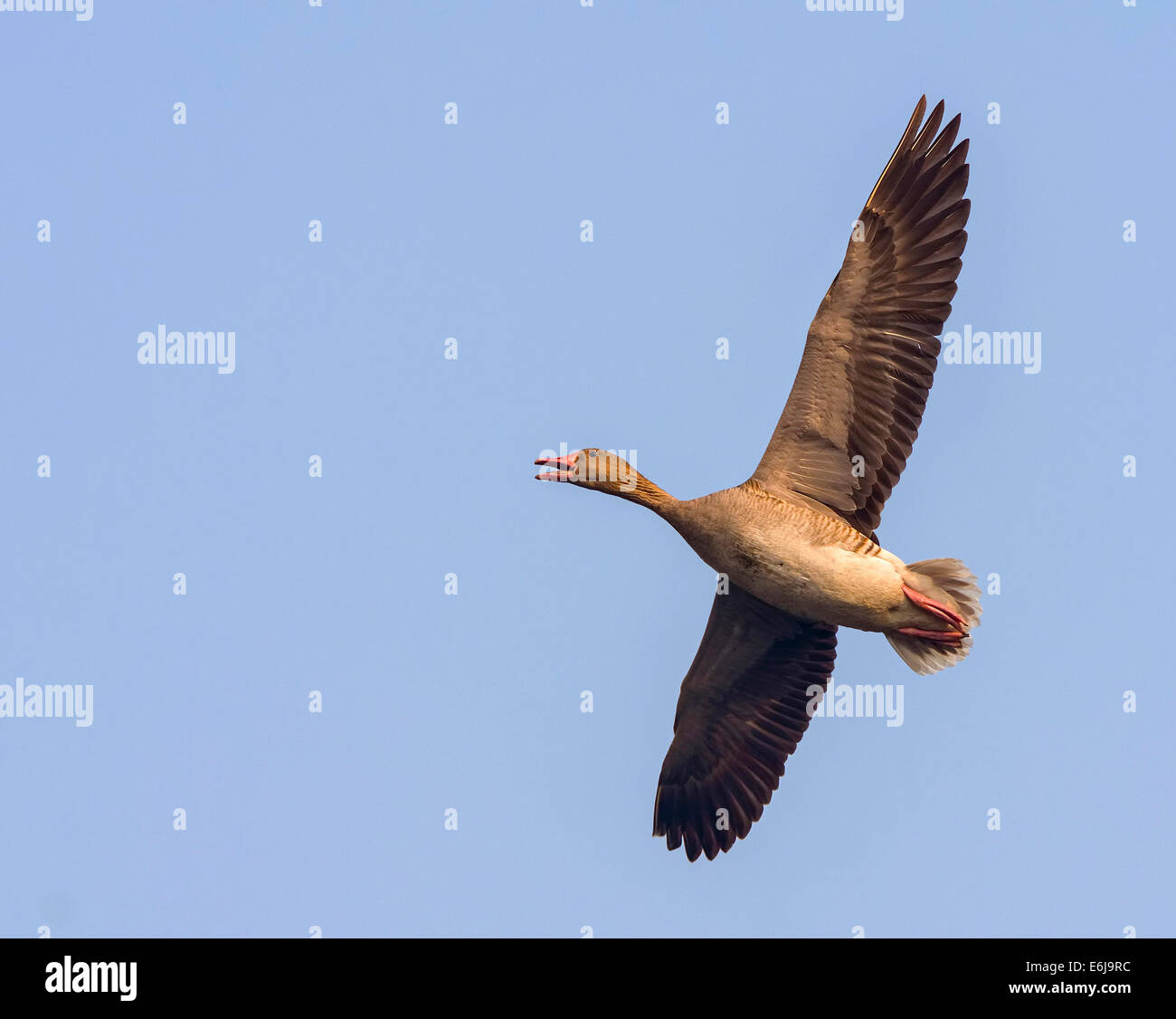 Gooseindian hi-res stock photography and images - Alamy