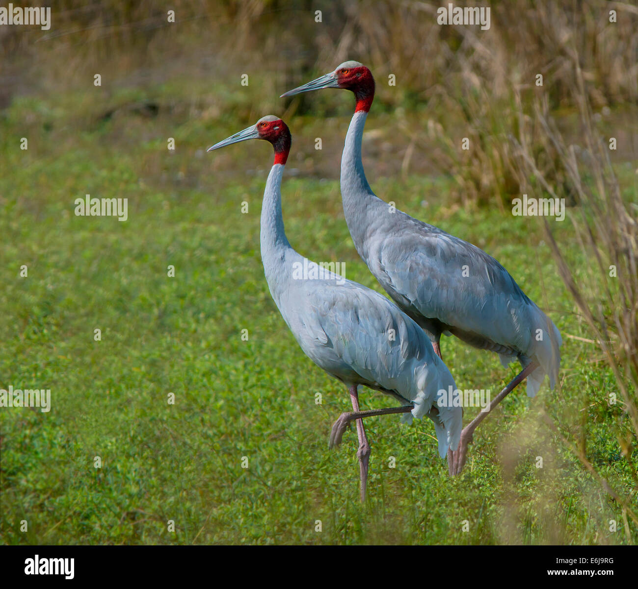 Sarus crane grus antigone pair hi-res stock photography and images - Alamy