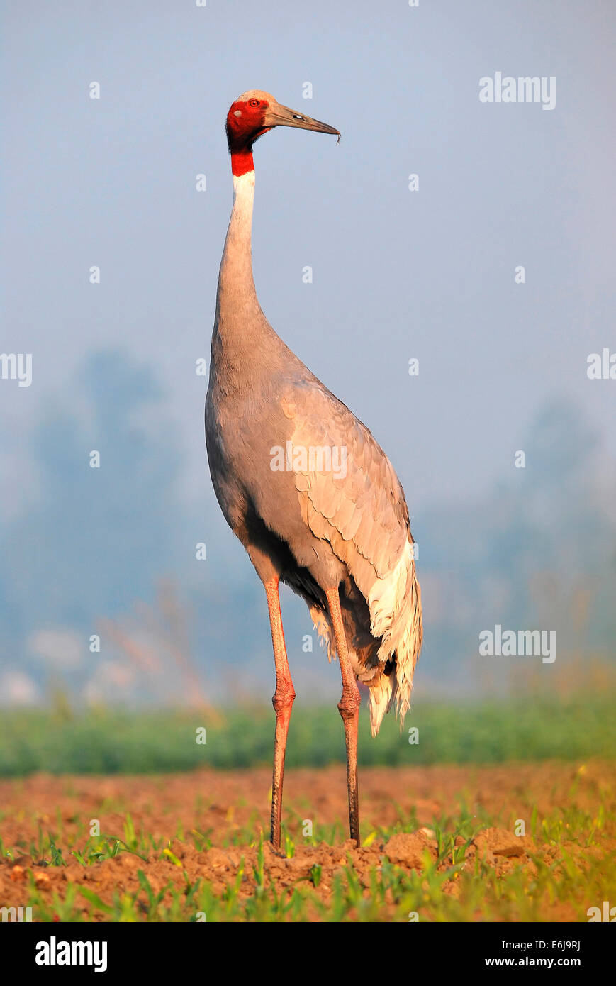 Healthy adult male sarus standing tall Stock Photo - Alamy