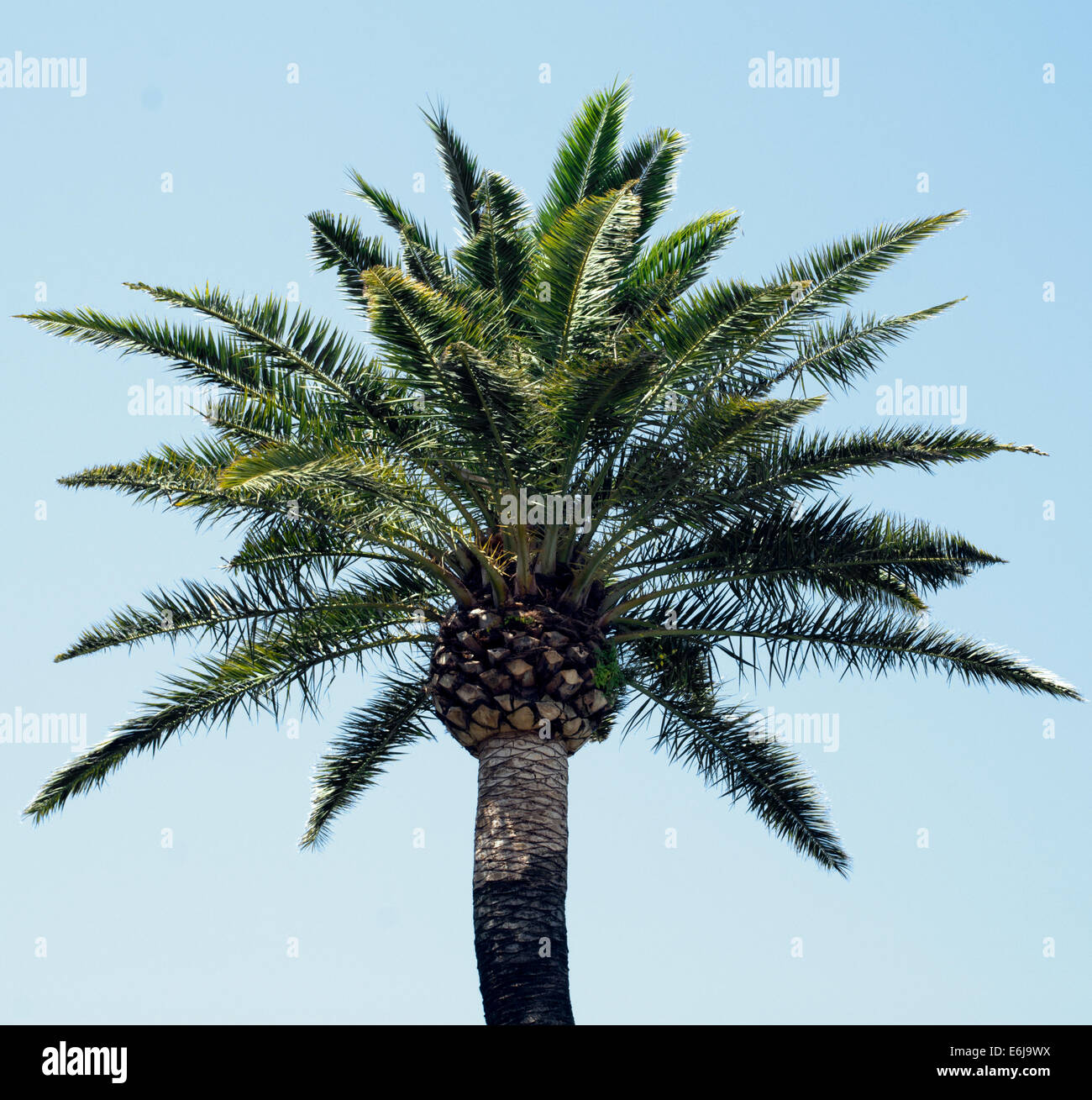 A single palm tree head against a blue, summer sky Stock Photo - Alamy