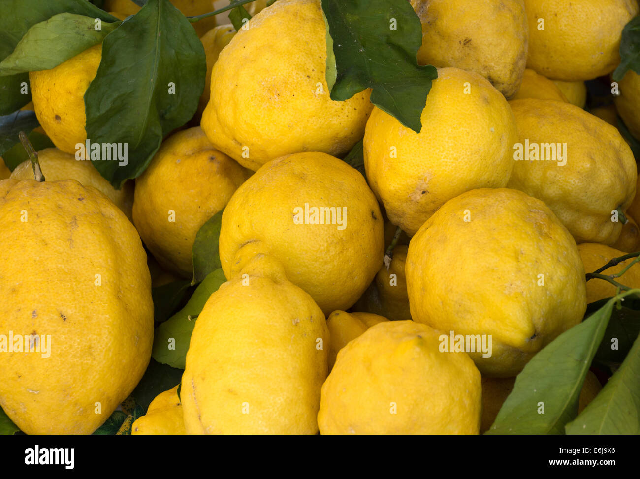 A pile of freshly picked lemons Stock Photo - Alamy