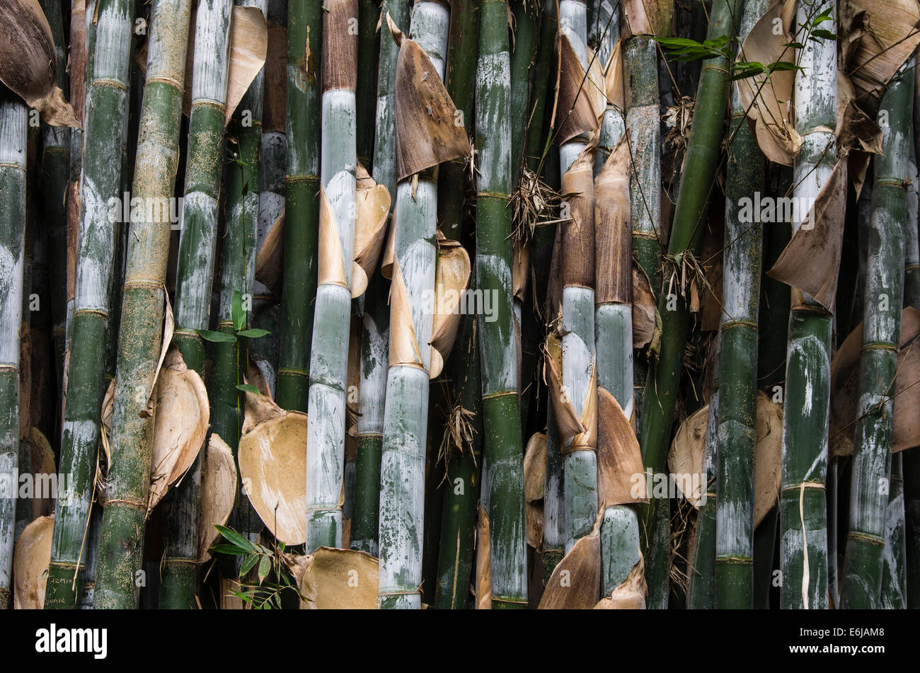 Giant Bamboo forest in Peru Stock Photo - Alamy