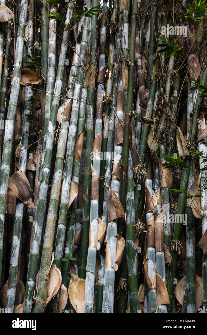 Giant Bamboo forest in Peru Stock Photo - Alamy