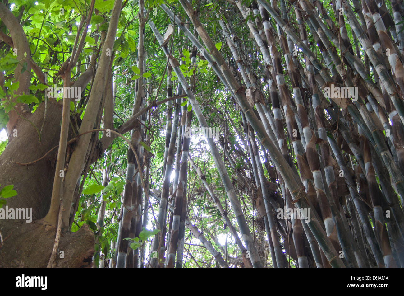 Giant Bamboo forest in Peru Stock Photo - Alamy