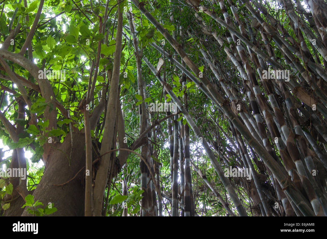 Giant Bamboo forest in Peru Stock Photo - Alamy