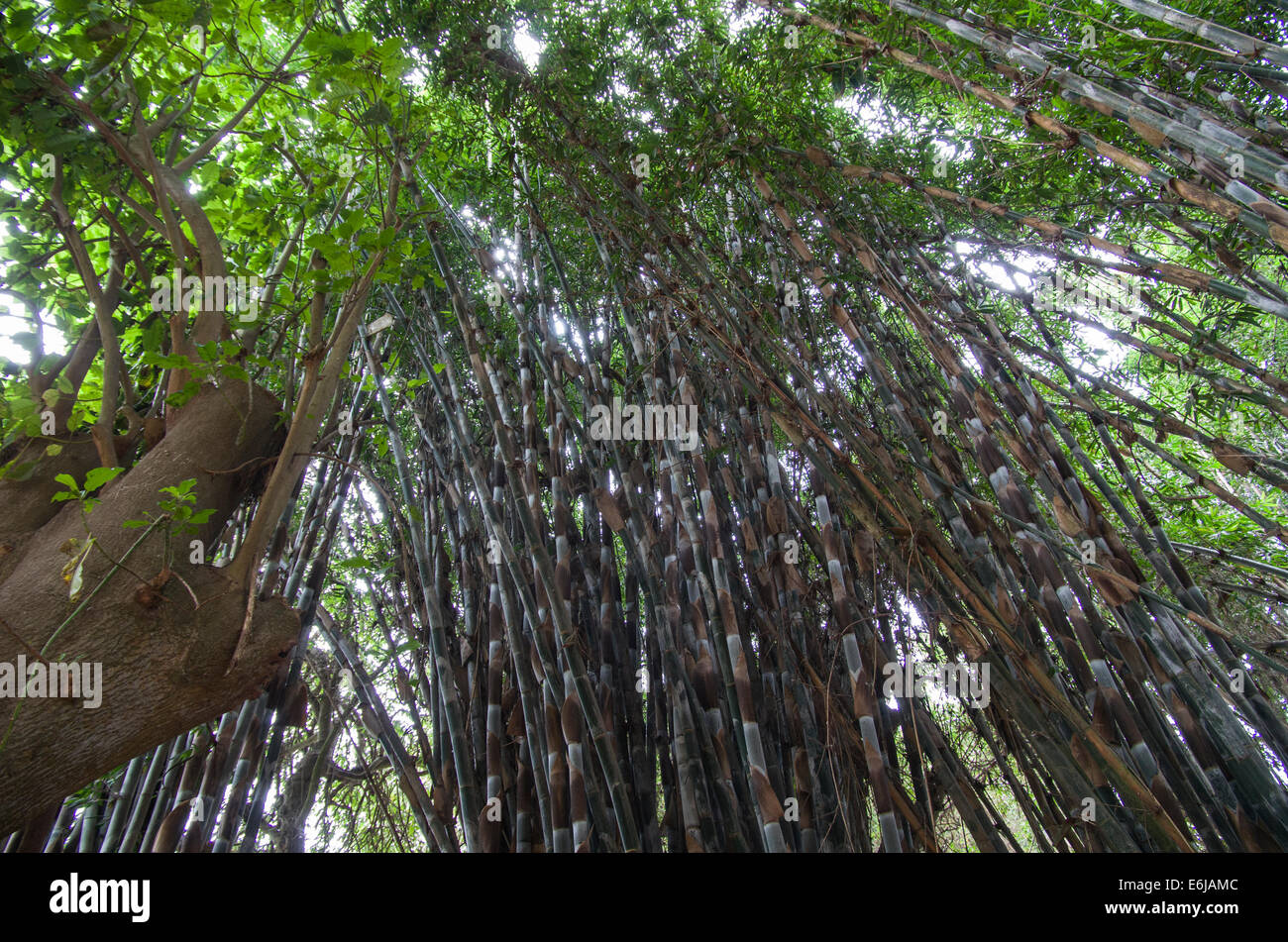 Giant Bamboo forest in Peru Stock Photo - Alamy