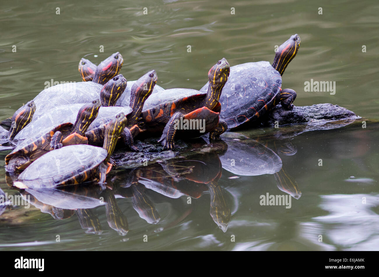 Arrau river turtle (Podocnemis expansa) in the Lima Zoo Stock Photo - Alamy
