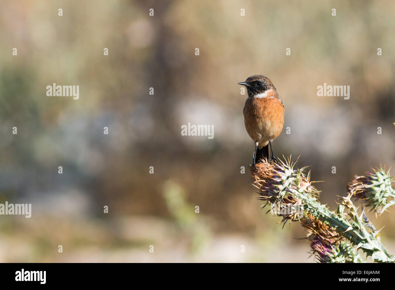 The European stonechat Stock Photo - Alamy