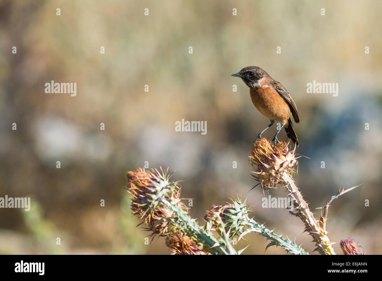 The European stonechat Stock Photo - Alamy