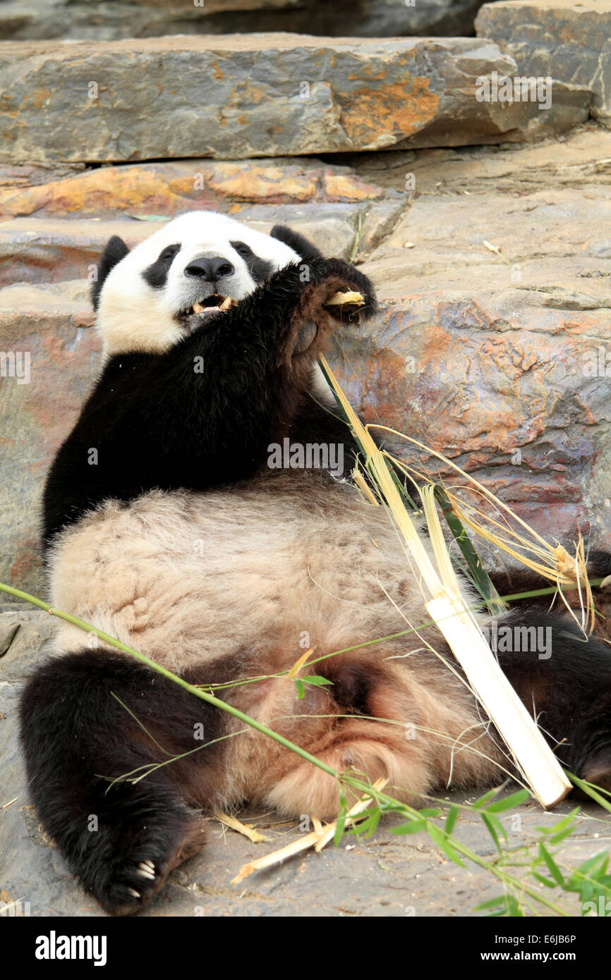 Giant Panda chewing bamboo at Adelaide Zoo Australia Stock Photo - Alamy