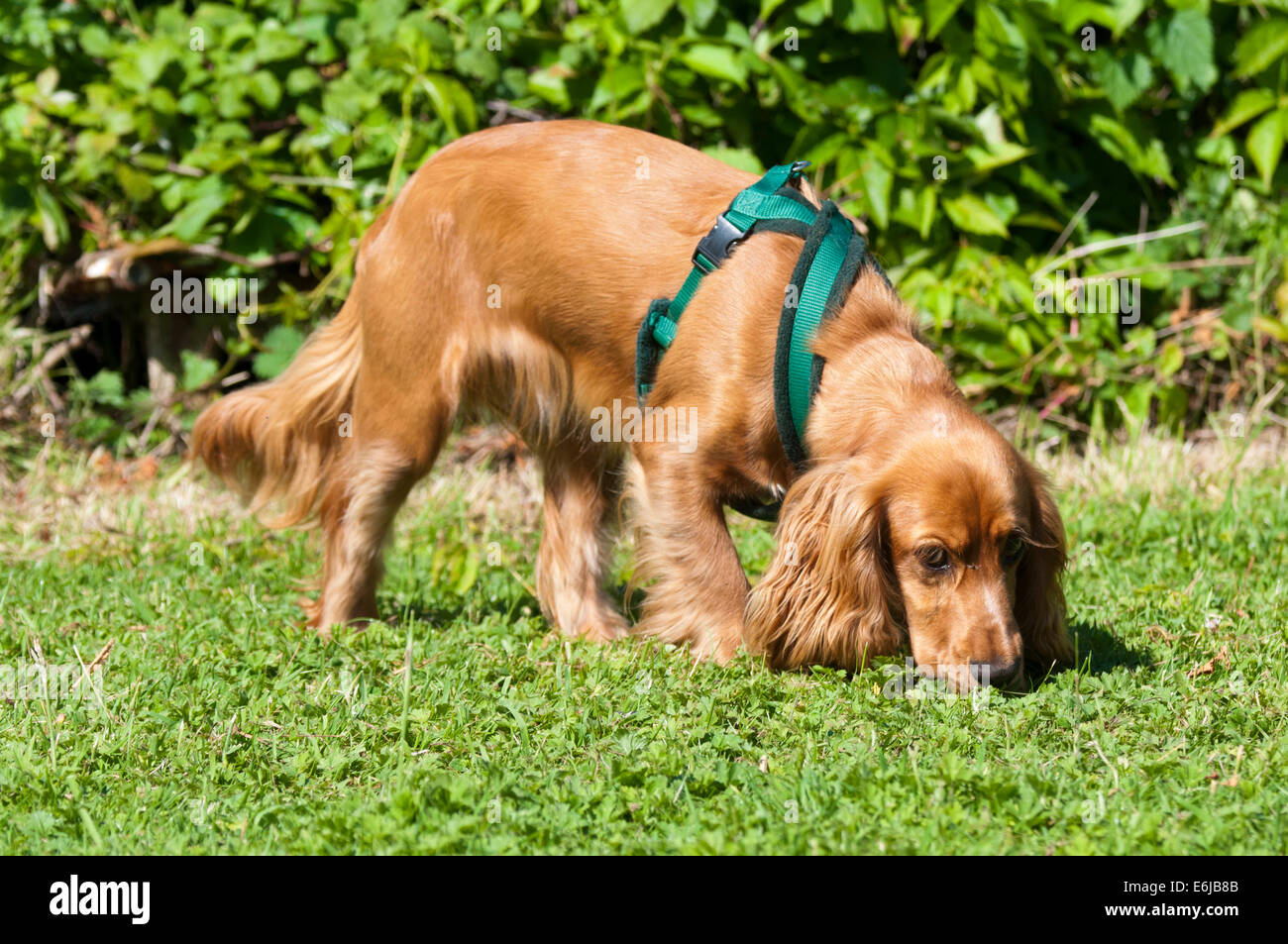 Sniffing dog hi-res stock photography and images - Alamy