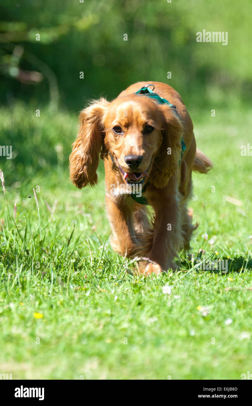 Dog running spaniel hi-res stock photography and images - Alamy