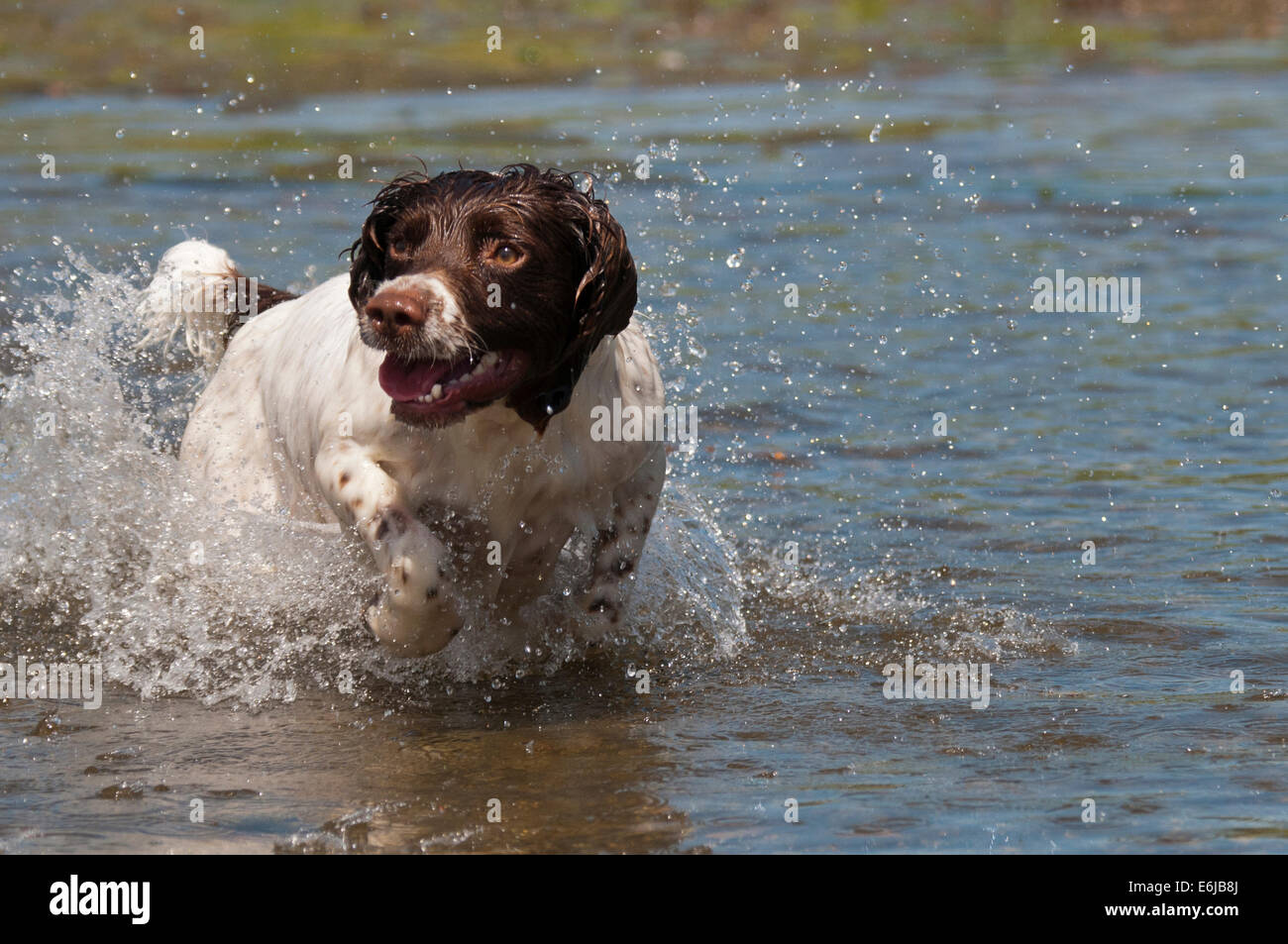 Springer spaniel in water Stock Photo - Alamy