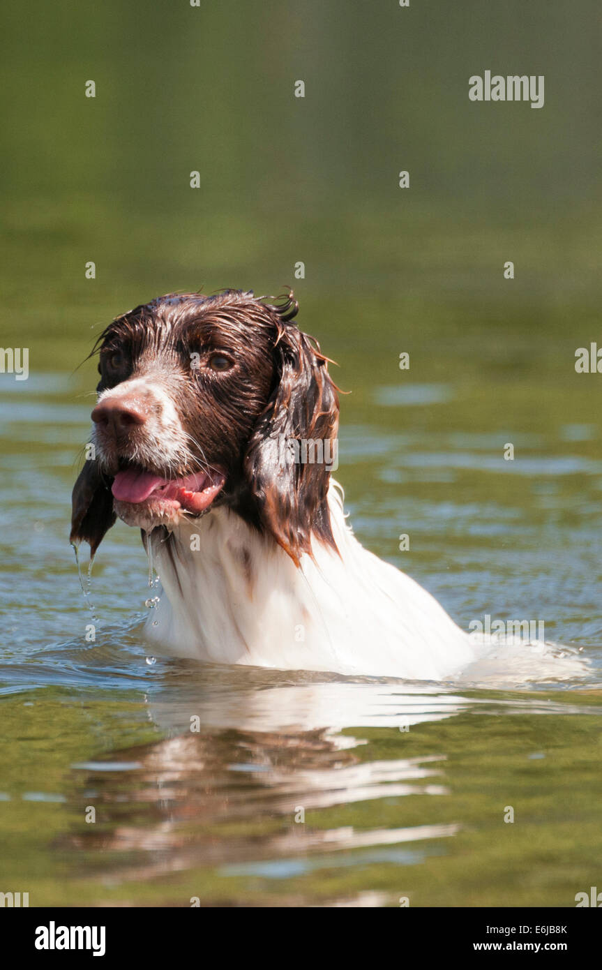 Springer spaniel in water Stock Photo - Alamy