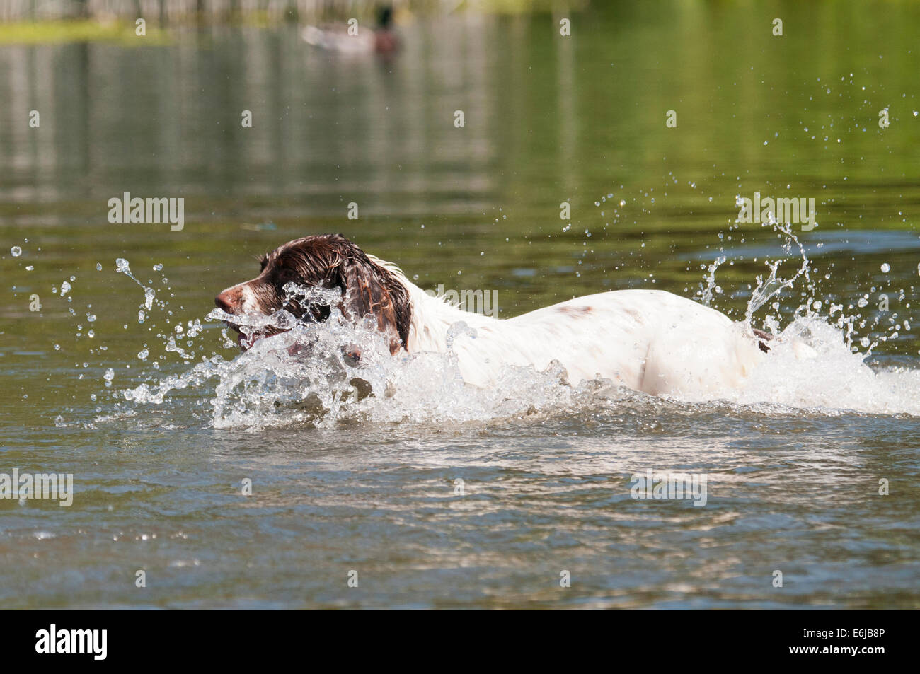 Springer spaniel in water Stock Photo - Alamy