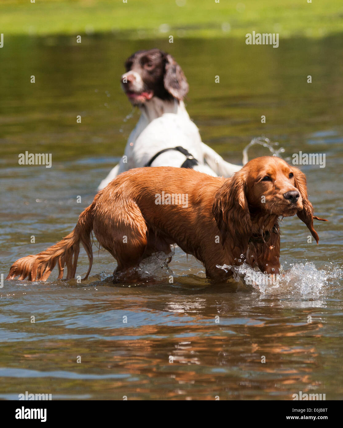 Spaniels in water Stock Photo - Alamy