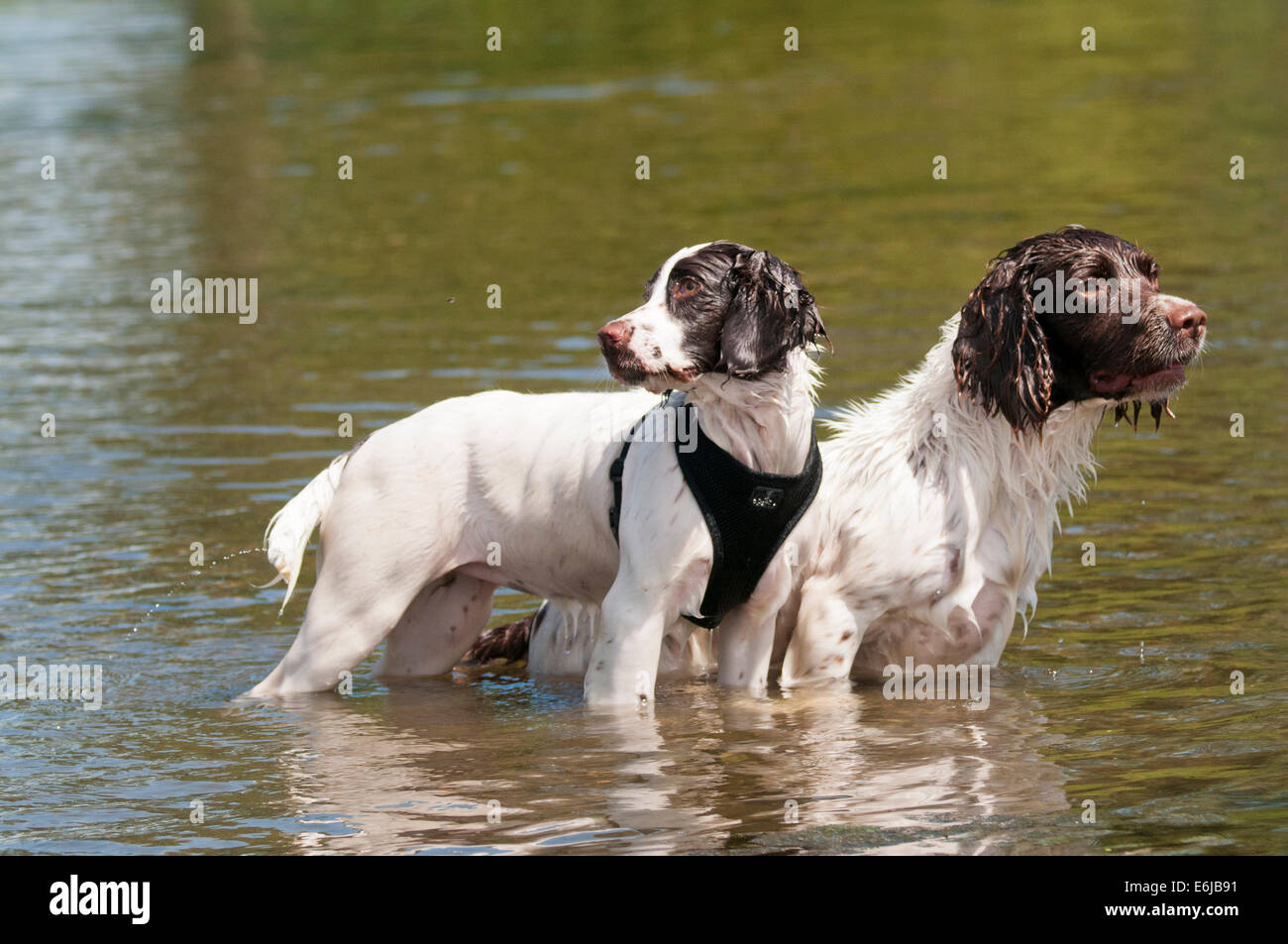 2 spaniels hi-res stock photography and images - Alamy
