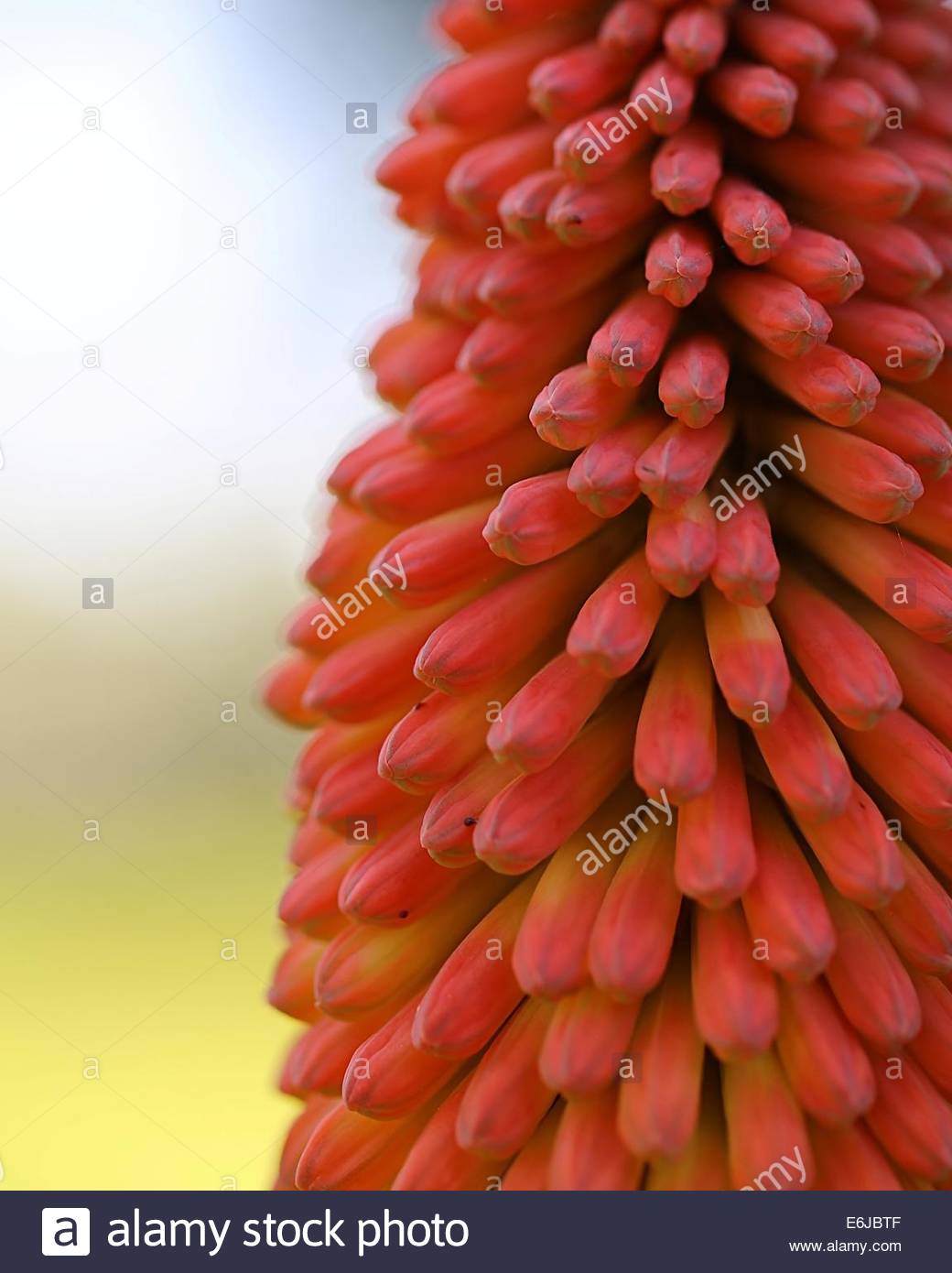 RED HOT POKER FLOWERS, in South West France Stock Photo - Alamy
