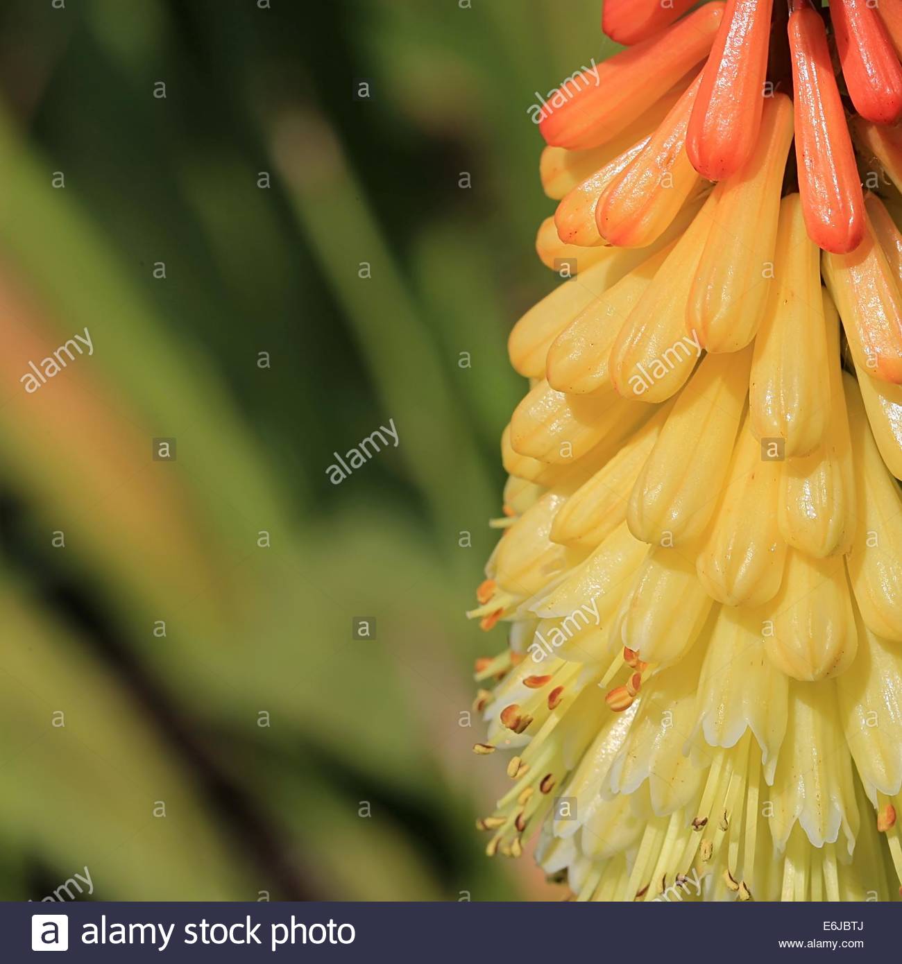 RED HOT POKER FLOWERS, in South West France Stock Photo - Alamy