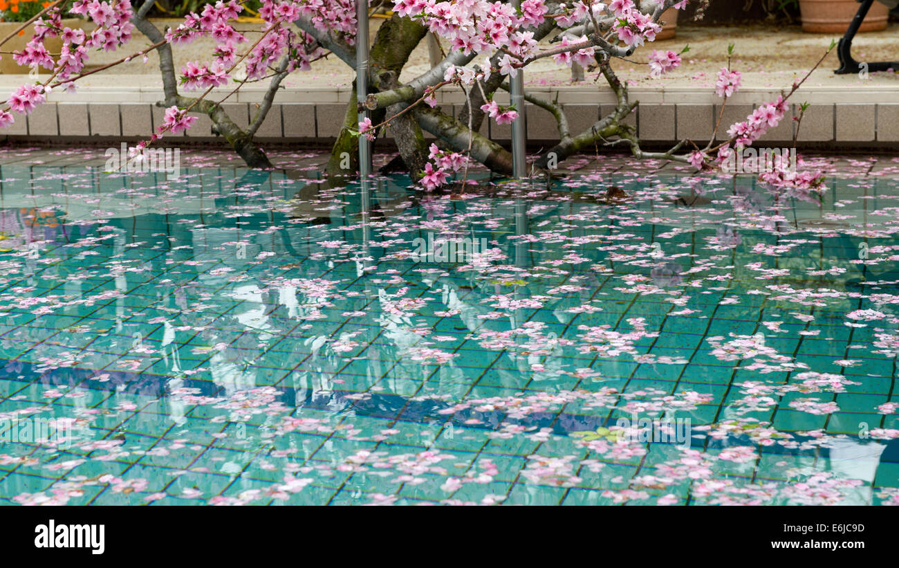 Cherry tree pool hi-res stock photography and images - Alamy
