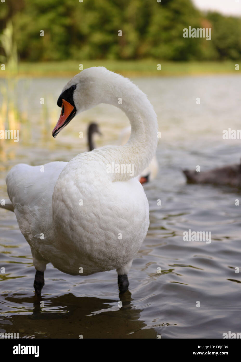 Swan duckling hi-res stock photography and images - Alamy