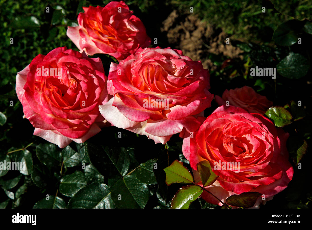 red rose blossoms, name of the rose variety: La Palma, breeder ...