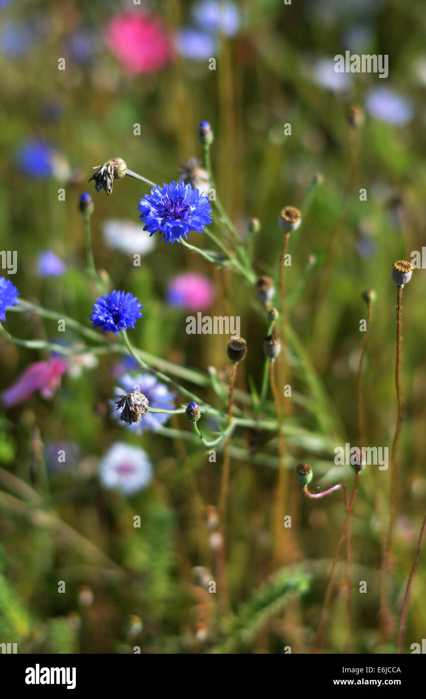 A summer wildflower meadow. 2014/08/08 Stock Photo - Alamy