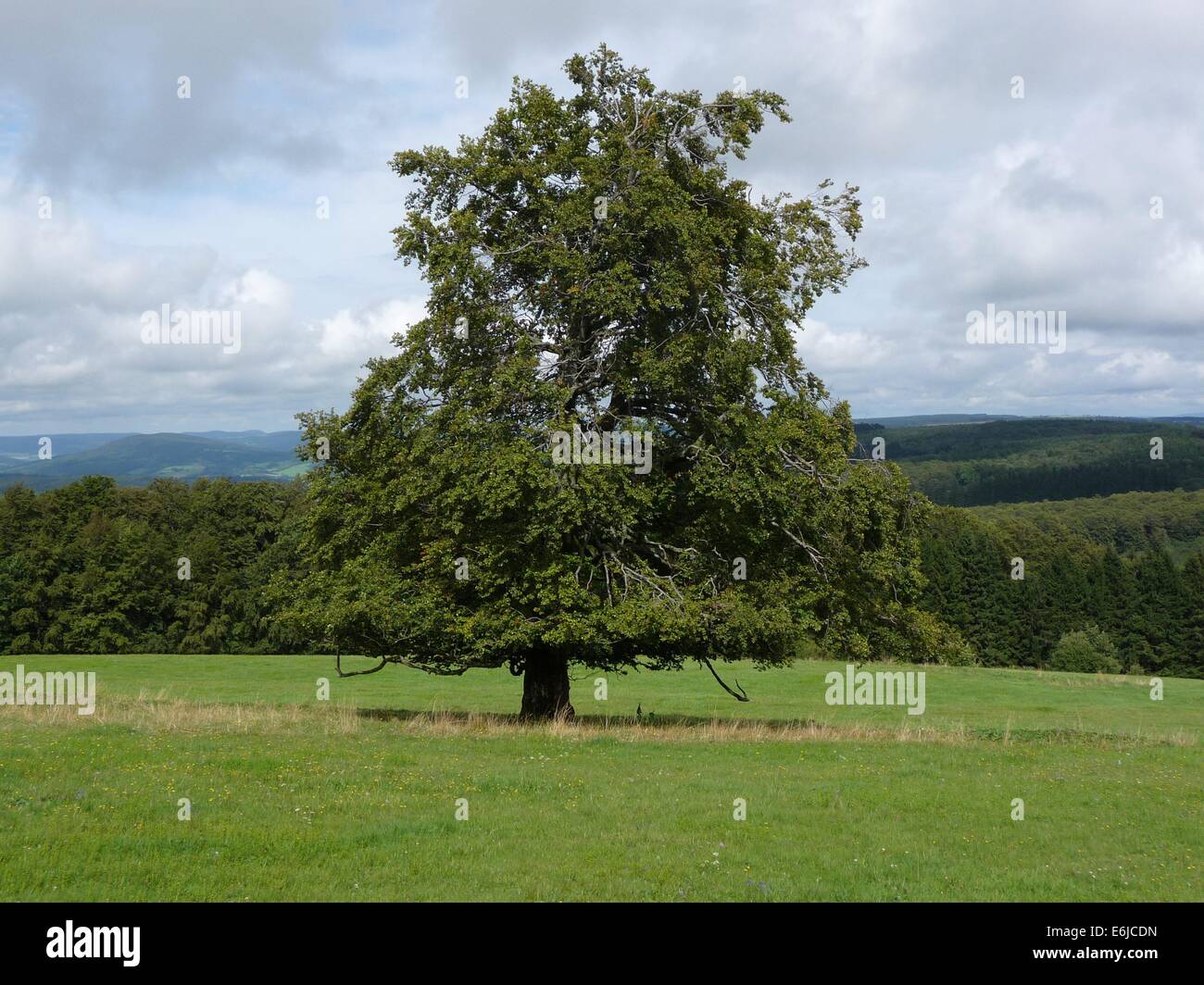 Large beech tree between Wasserkuppe and Schafstein in the Rhoen ...