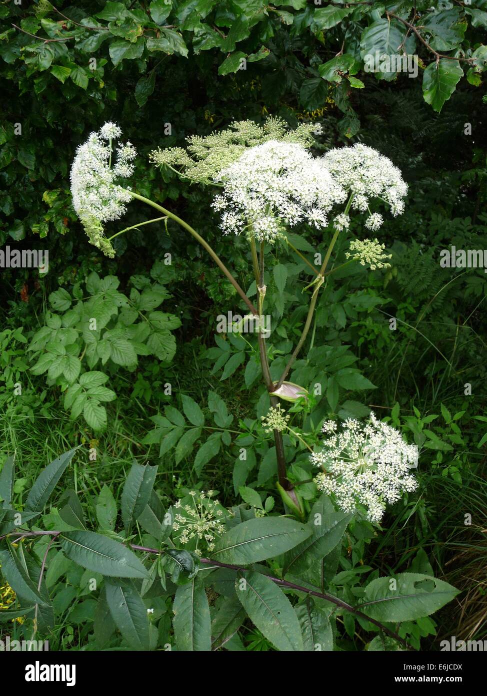 Mountain angelica hi-res stock photography and images - Alamy