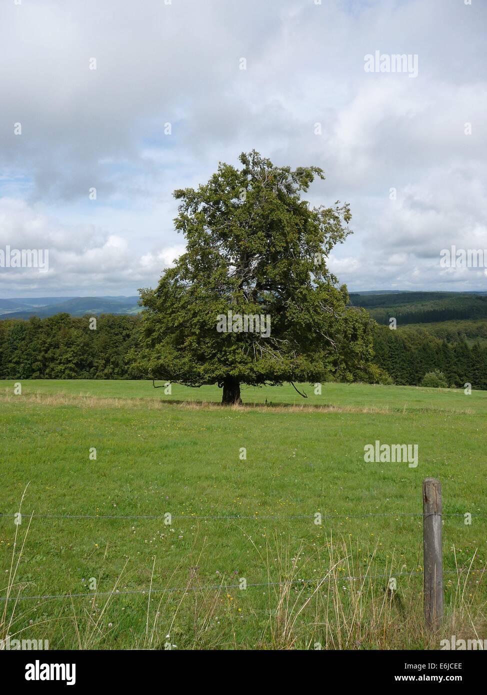 Large beech tree between Wasserkuppe and Schafstein in the Rhoen ...