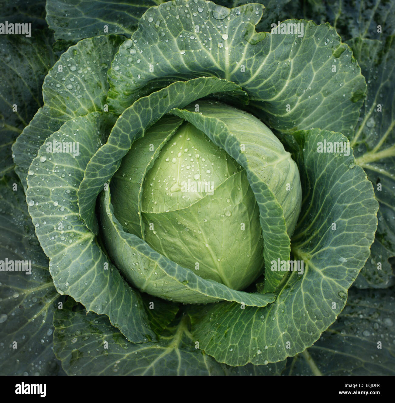 Cabbage growing. Top view Stock Photo - Alamy