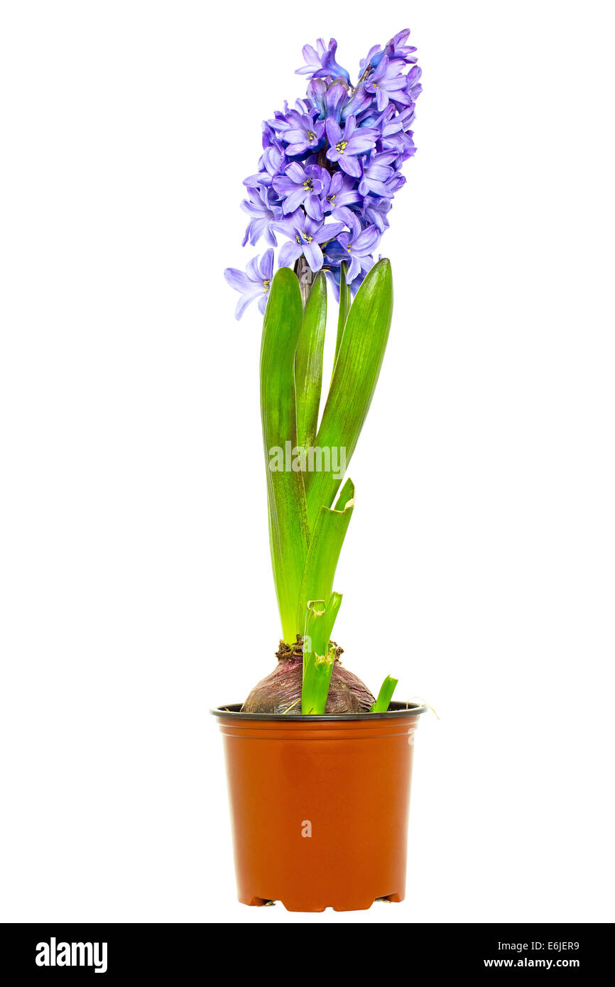 Hyacinth in flower pot Stock Photo - Alamy