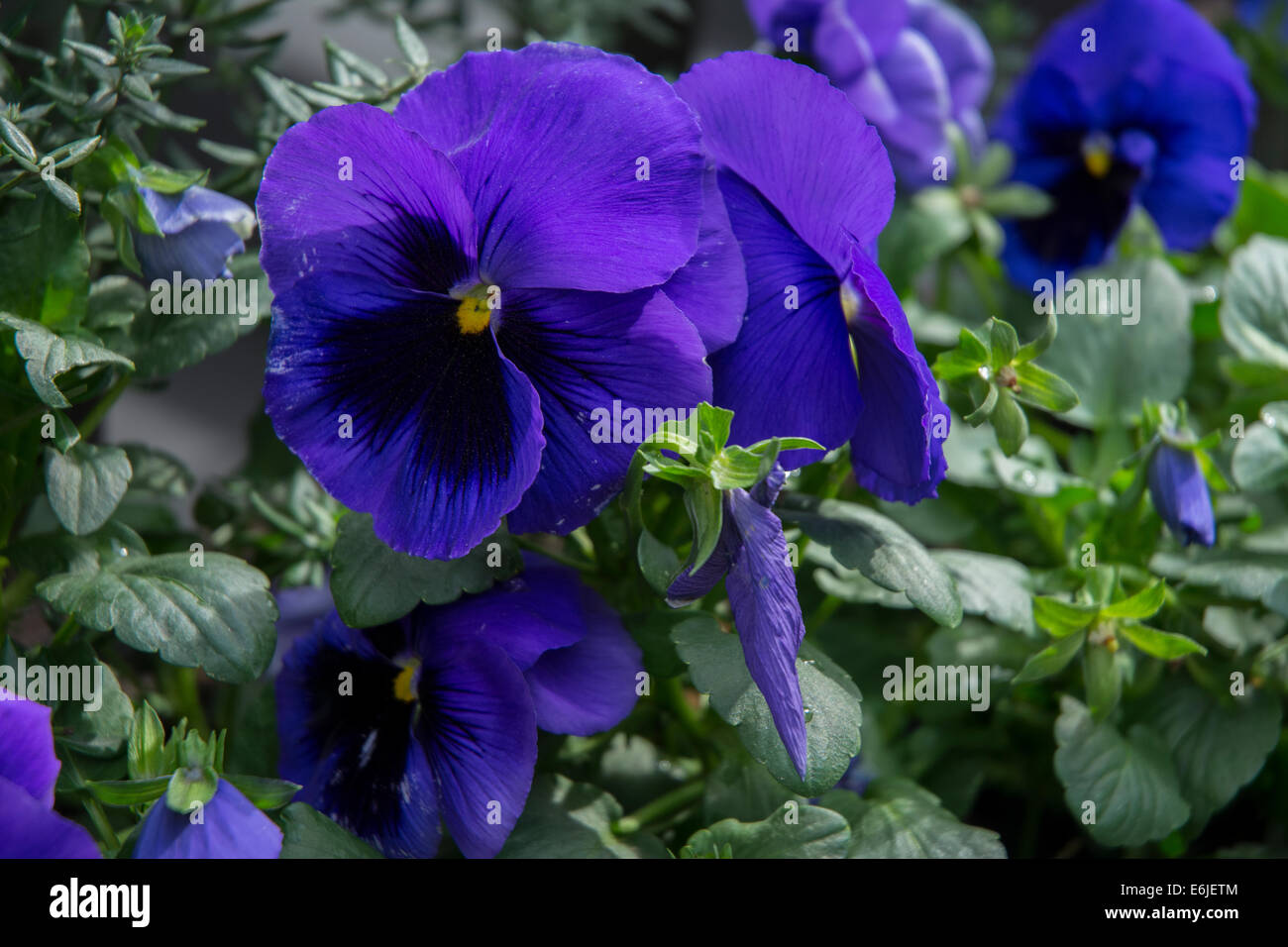 Violet Pansy Flower Stock Photo - Alamy
