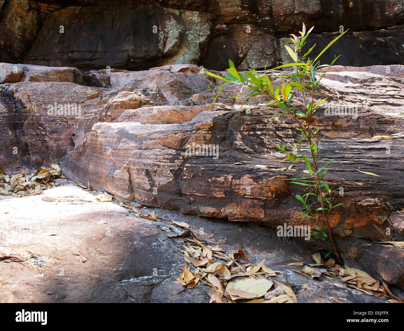 Young tree growing in rocks Stock Photo - Alamy