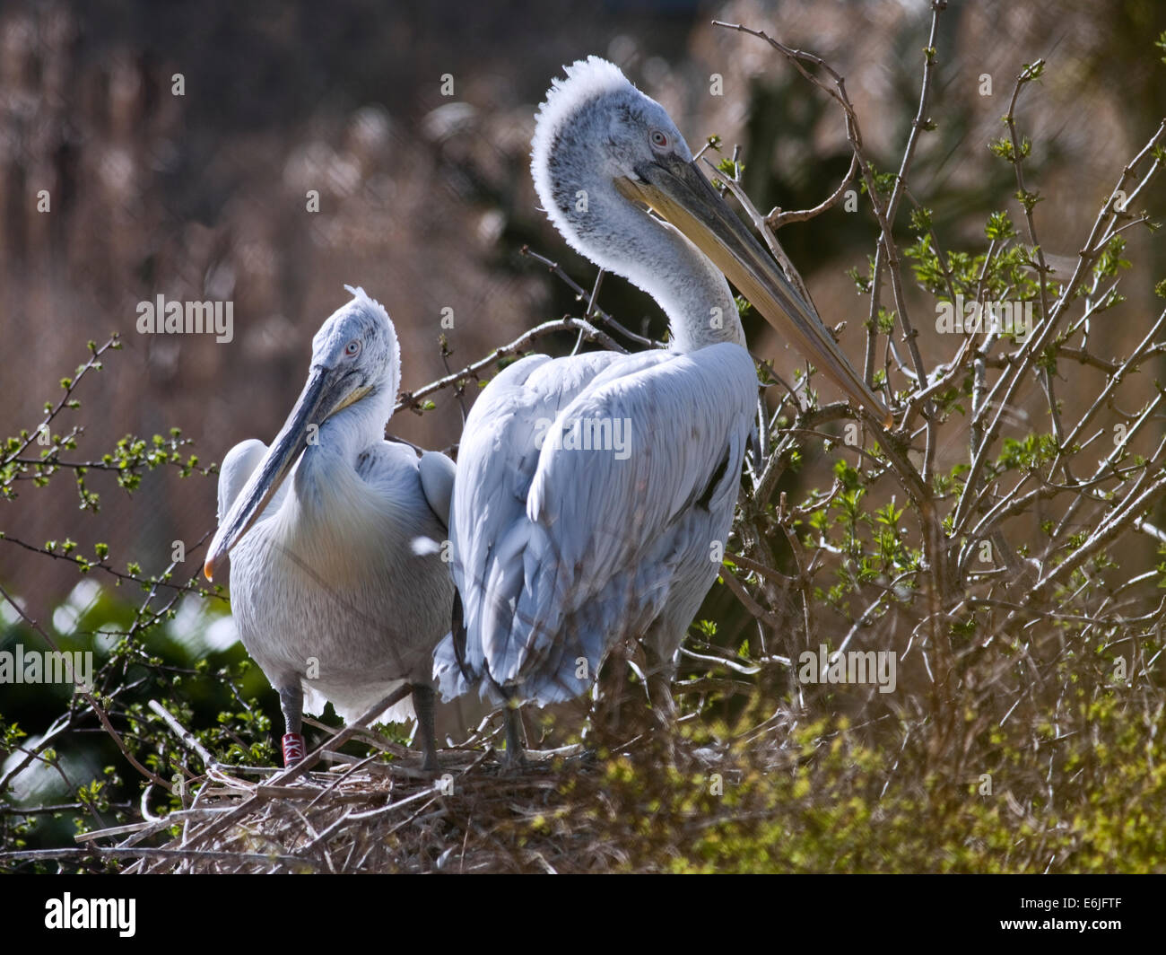 Pelicans Nesting High Resolution Stock Photography and Images - Alamy
