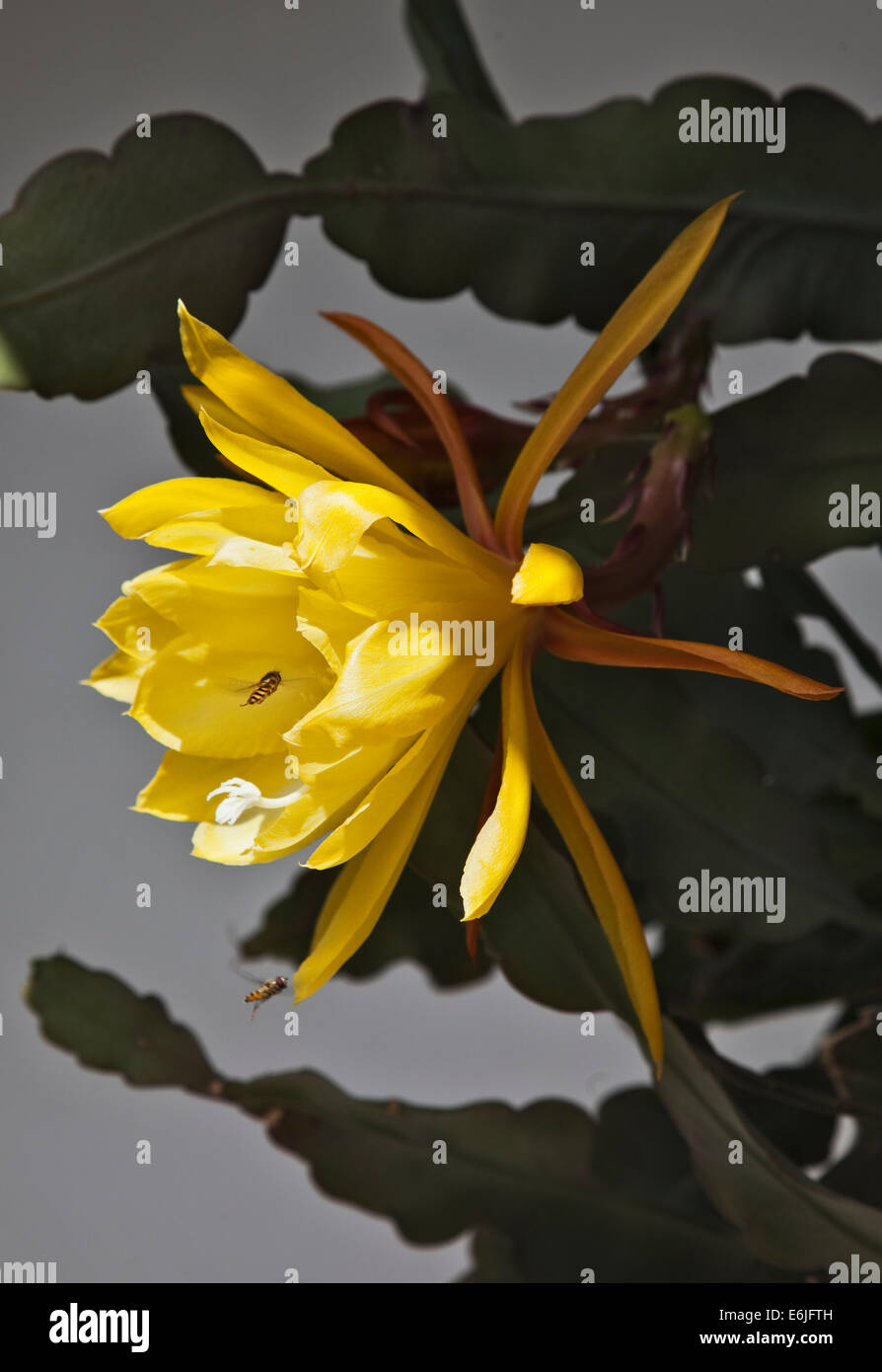 Yellow Cactus Flower Stock Photo - Alamy