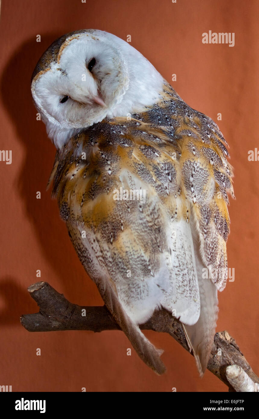 Barn Owl (tyto alba Stock Photo - Alamy