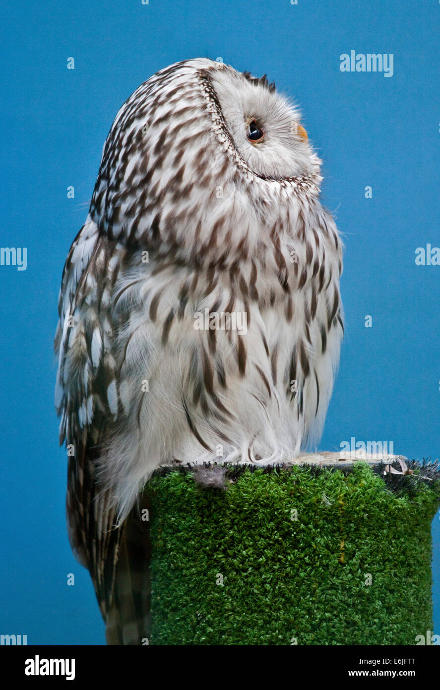 Ural Owl (strix uralensis Stock Photo - Alamy