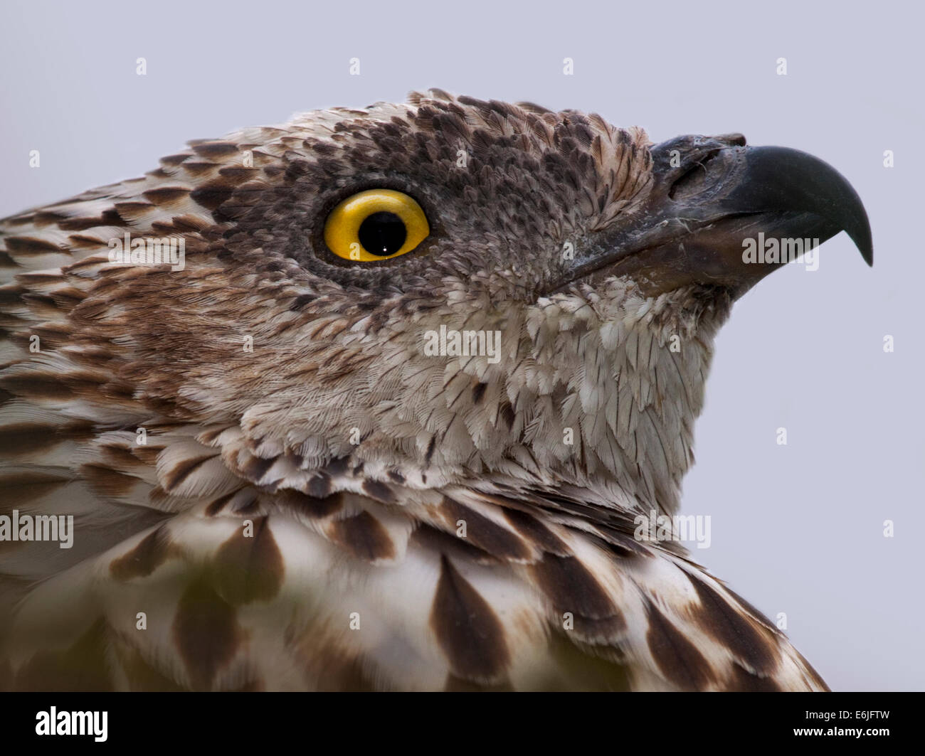 European Honey Buzzard (pernis apivorus Stock Photo - Alamy
