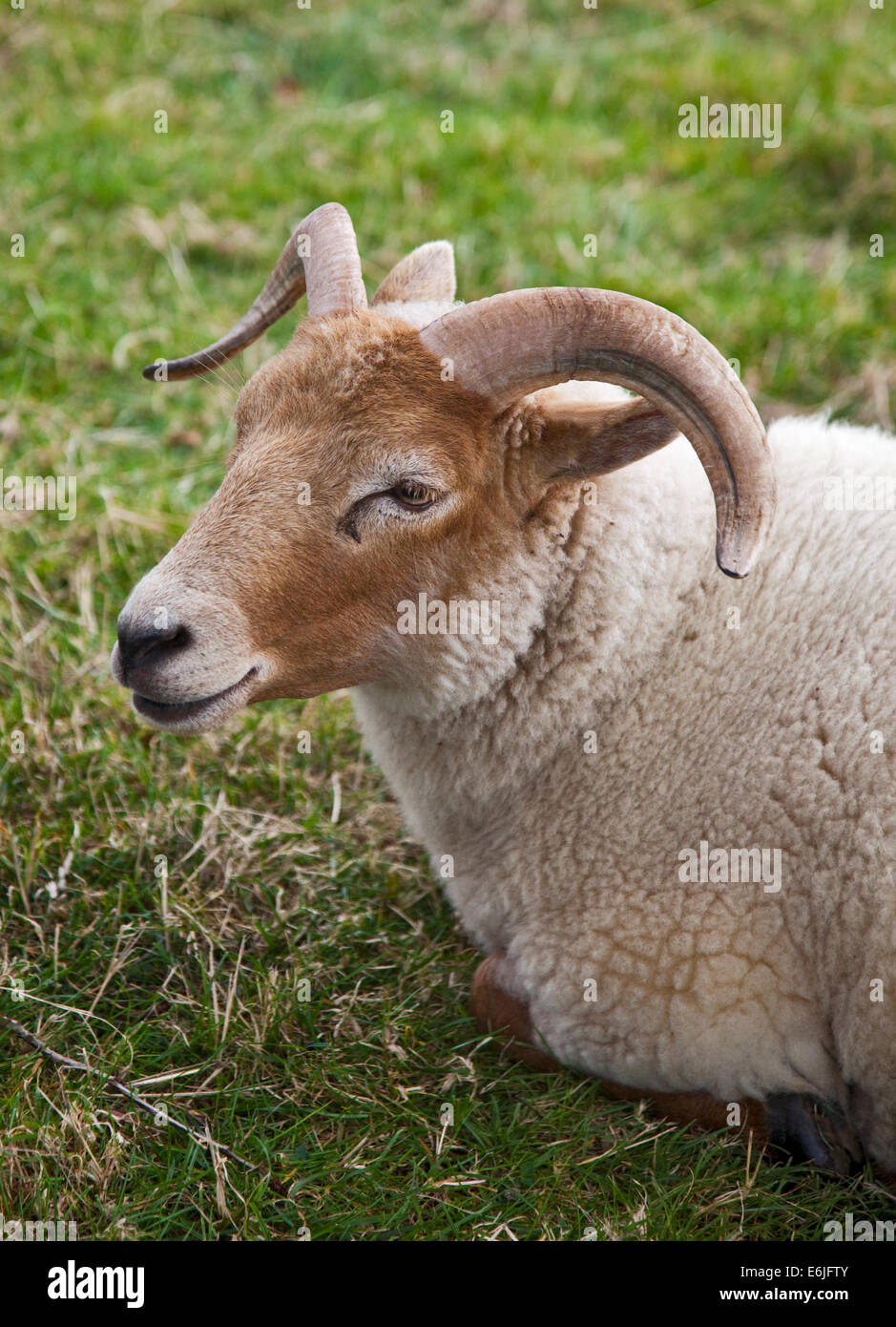 Portland Sheep female Stock Photo - Alamy