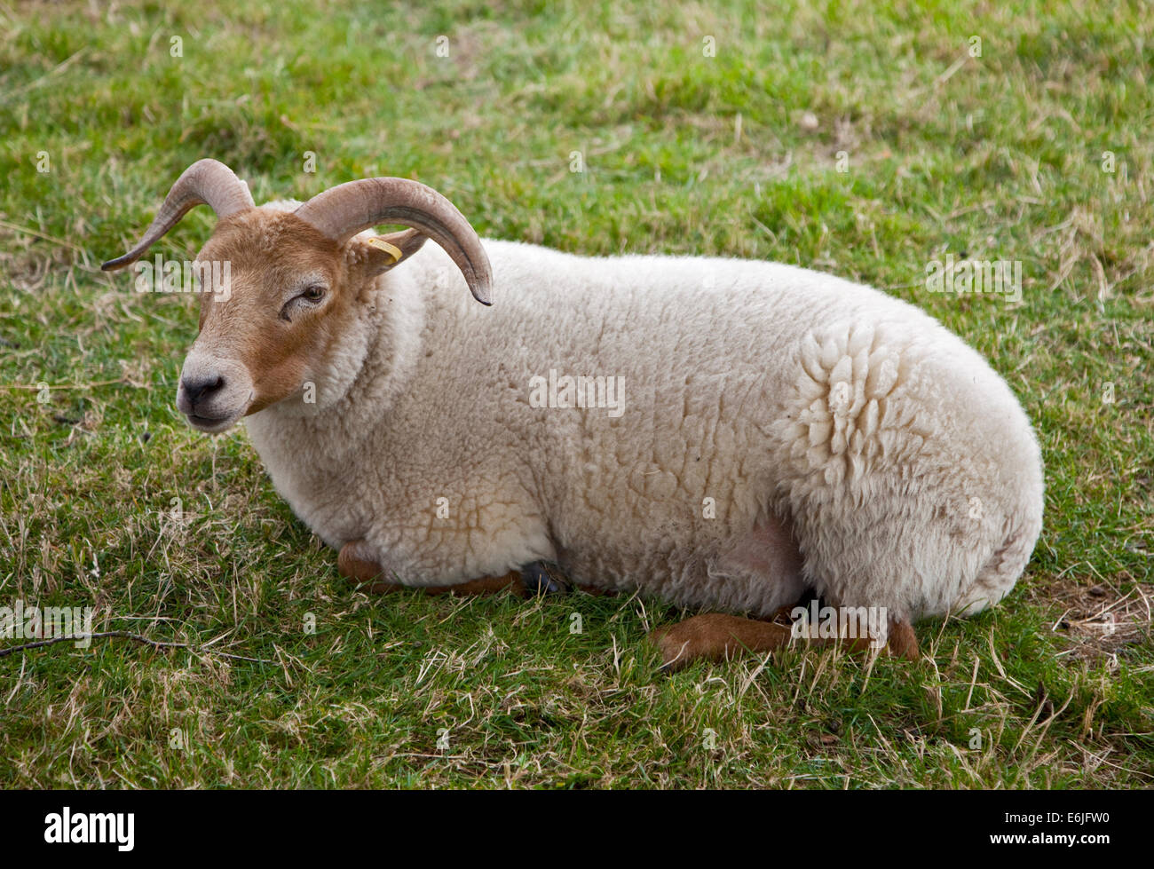Portland Sheep female Stock Photo - Alamy